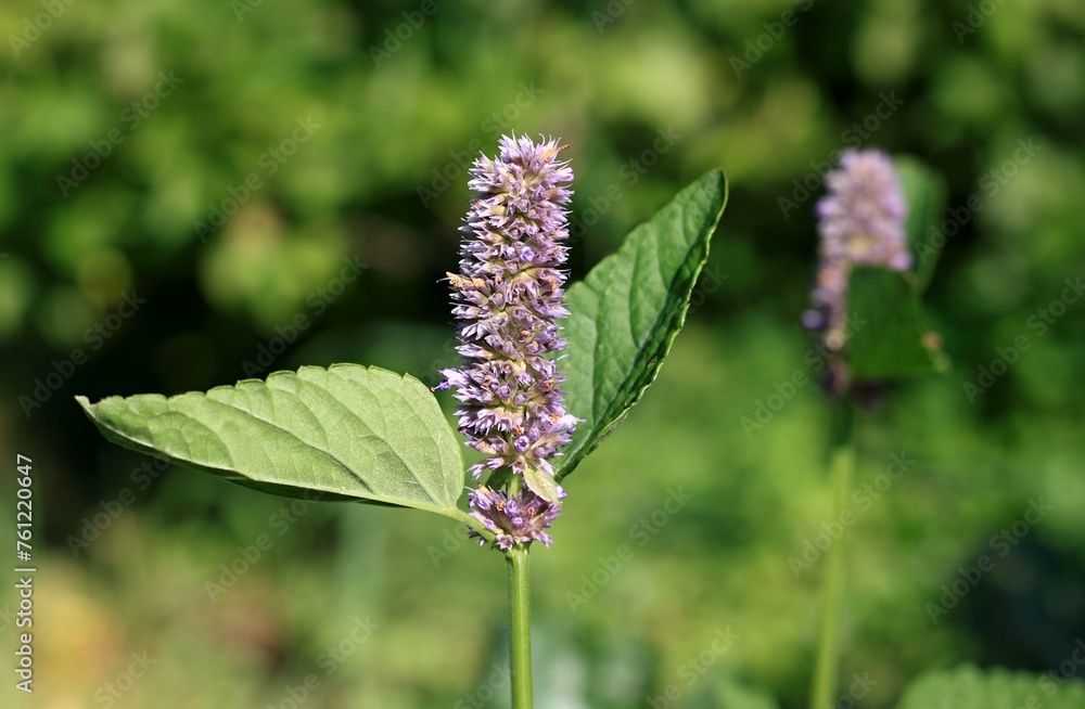 Agastache foeniculum, also called giant hyssop, Indian mint or blue ...