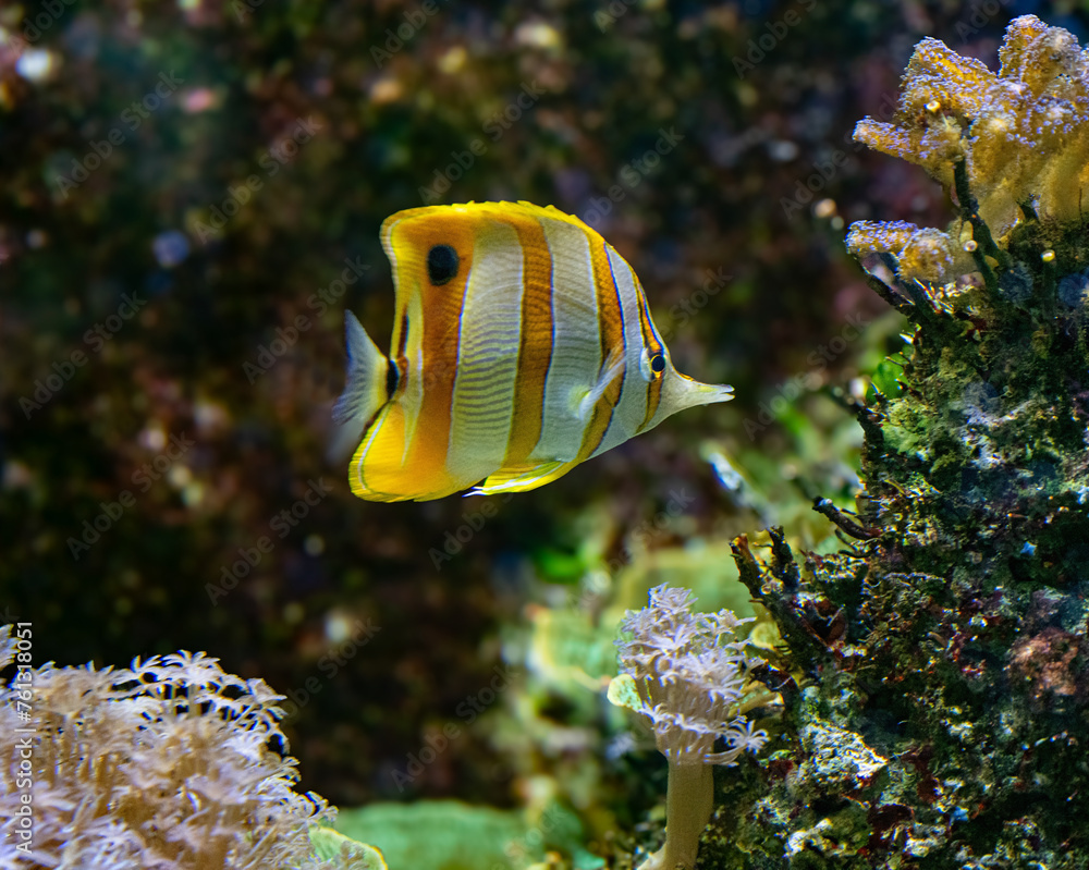 The copperband butterflyfish (Chelmon rostratus), also known as the ...