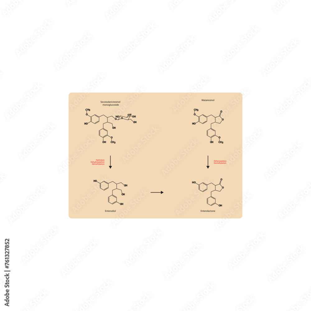 Diagram showing biochemical conversion of lignans to Enterolactone and ...