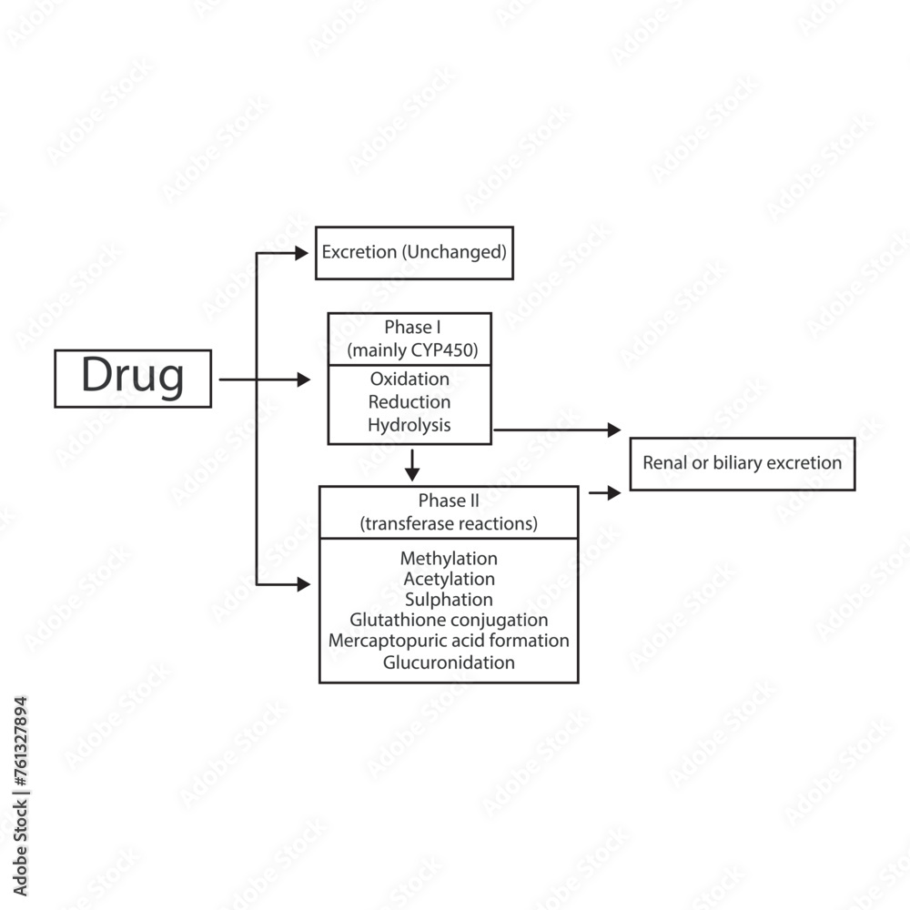 Schematic diagram showing phases I, II drug metabolism and excertion ...