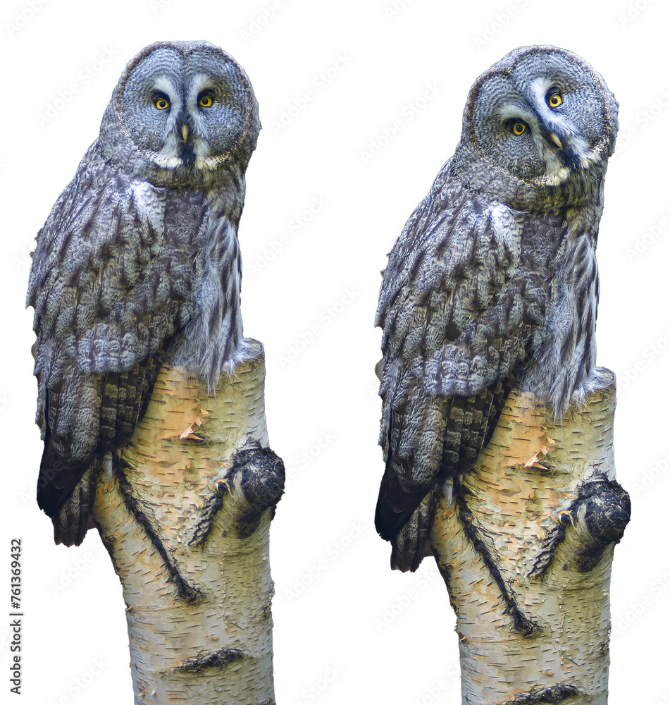 Wielka sowa szara. Dwie sowy. Sowa patrzy w obiektyw. Zdziwiona sowa. Sowa siedząca na pniu ...