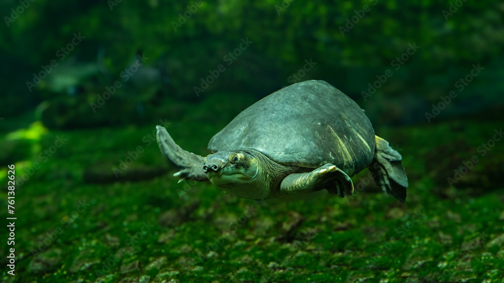 The pig-nosed turtle (Carettochelys insculpta), also known commonly as ...
