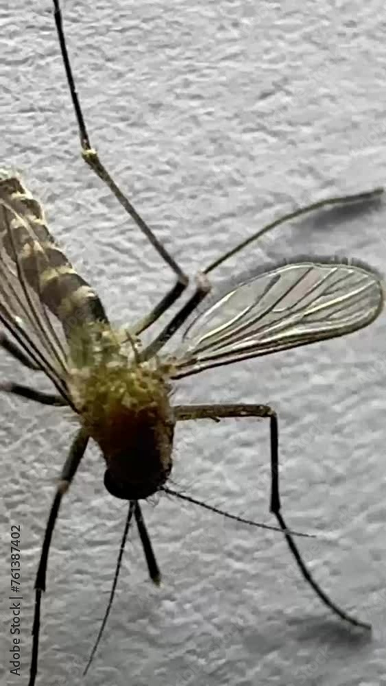 Vidéo Stock Mosquito isolated on white paper background Aedes aegypti ...