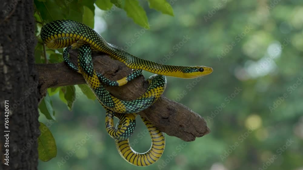 Rainbow tree snake, Royal tree snake, gonyosoma margaritatum native to ...