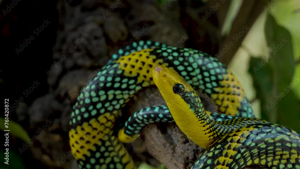 Rainbow tree snake, Royal tree snake, gonyosoma margaritatum native to ...