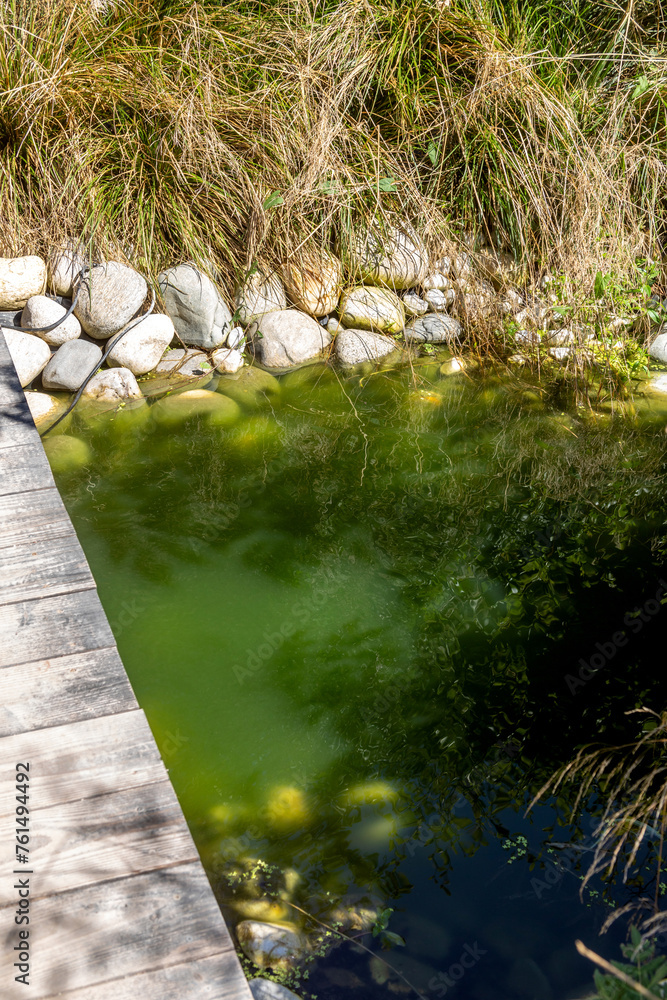 Ecosystème et zone humide - création d'une mare entourée de plantes ...