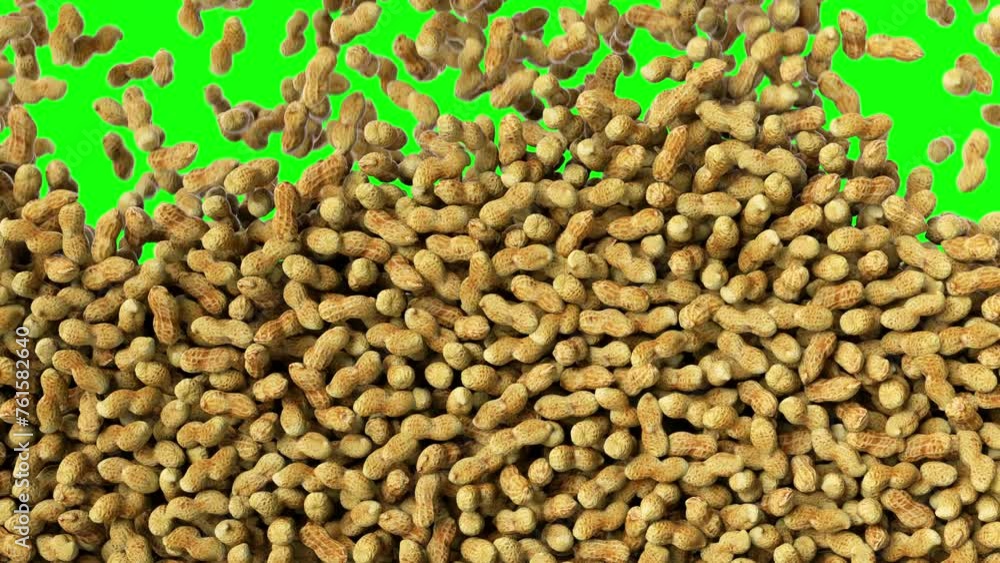 Rosted peanuts falling down. Dried peanuts drooping and stacking. Many ...