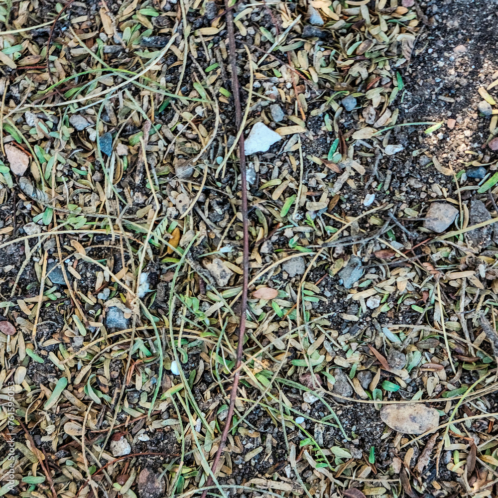 ภาพประกอบสต็อก Textura de suelo de sendero con piedras y hojas secas ...