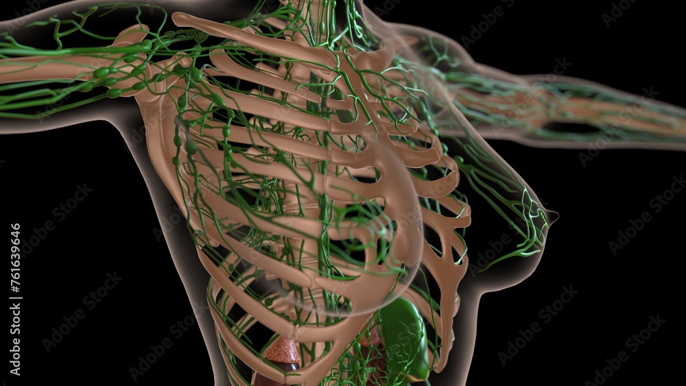 female lymph nodes anatomy with skeleton for medical concept 3d ...