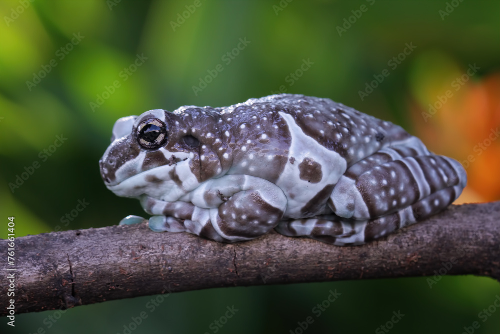 The Amazon milk frog on a branch, blue milk frog isolated on black ...