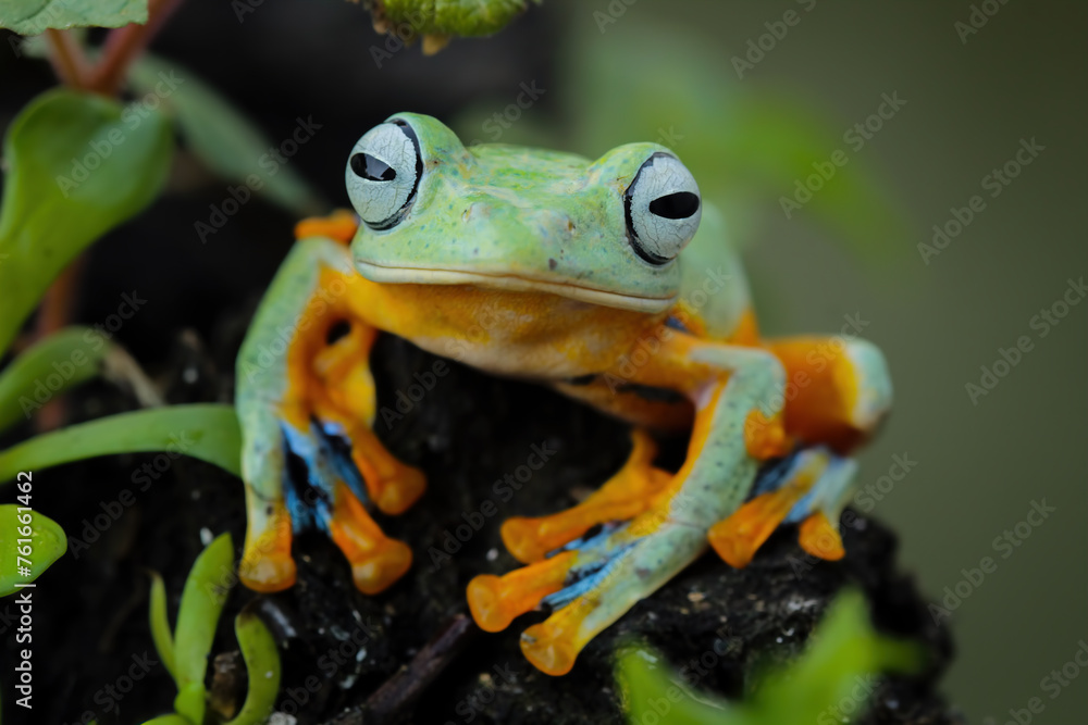 tree frog, java tree frog, flying frog sitting on moss ( rhacophorus ...