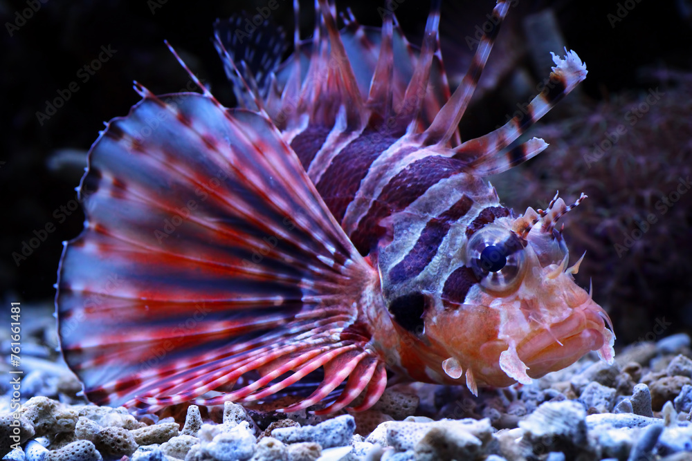 Fuzzy dwarf lionfish on the coral reefs Stock Photo | Adobe Stock
