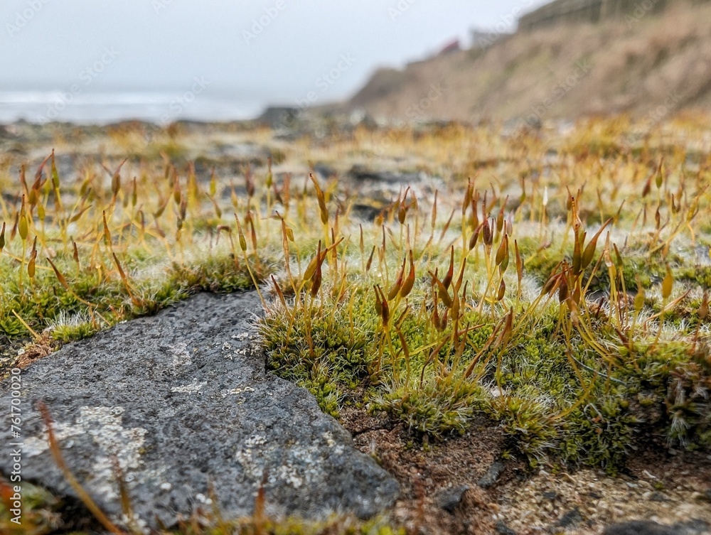 Wall Screw-moss (Tortula muralis) growing on a wall with a coastal ...