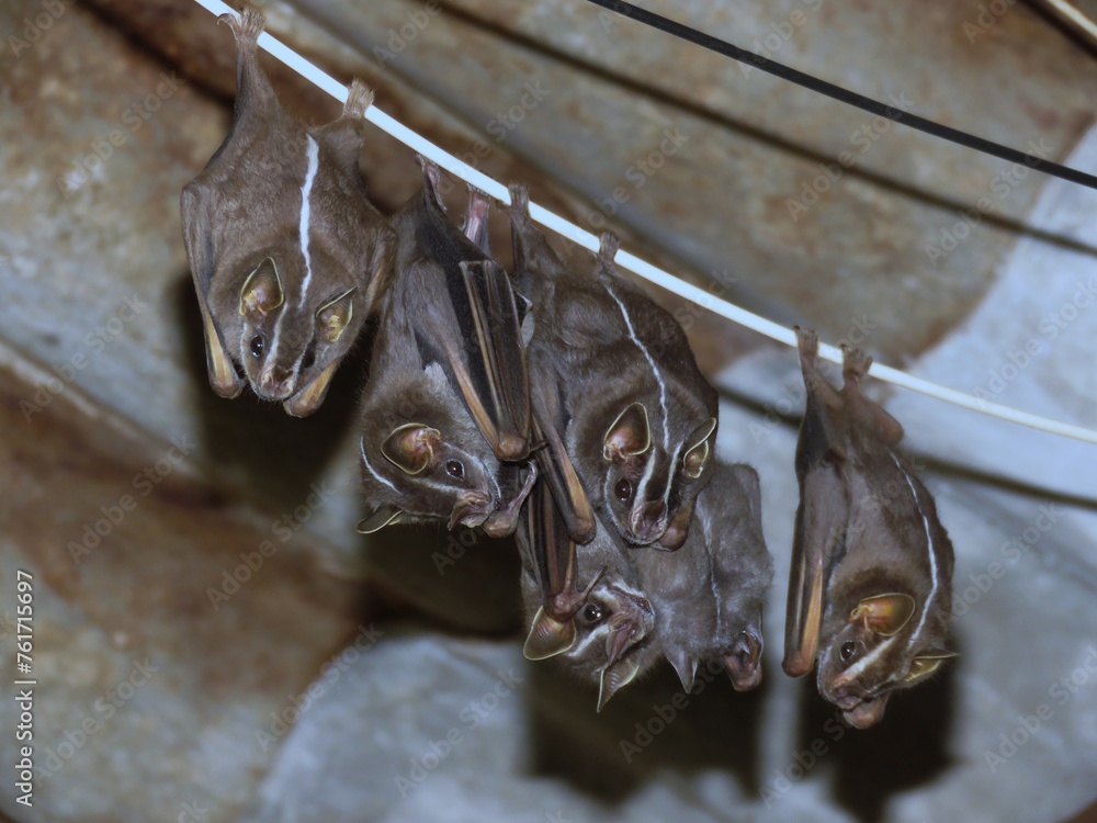 White-lined broad-nosed bat (Platyrrhinus lineatus / morcego de linha ...