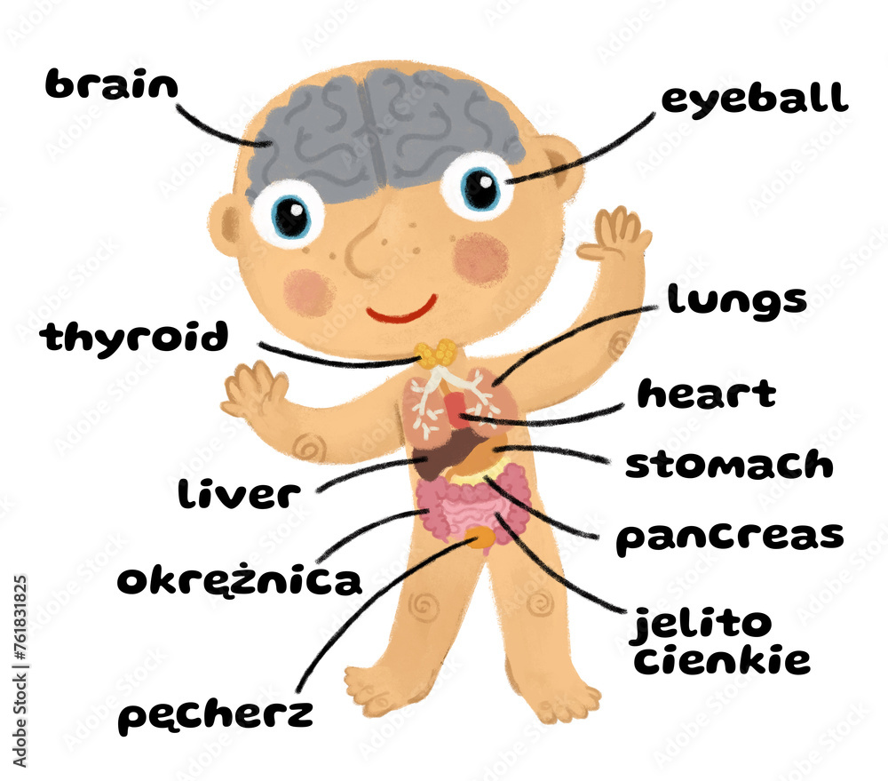 cartoon scene with young boy as anatomy model of body parts on white ...