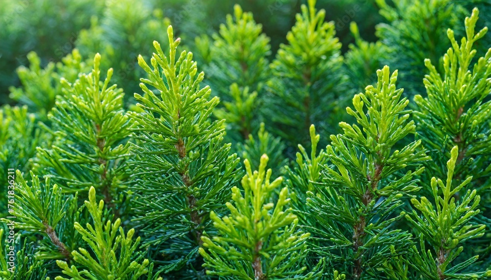 the fresh green pine leaves oriental arborvitae thuja orientalis also ...