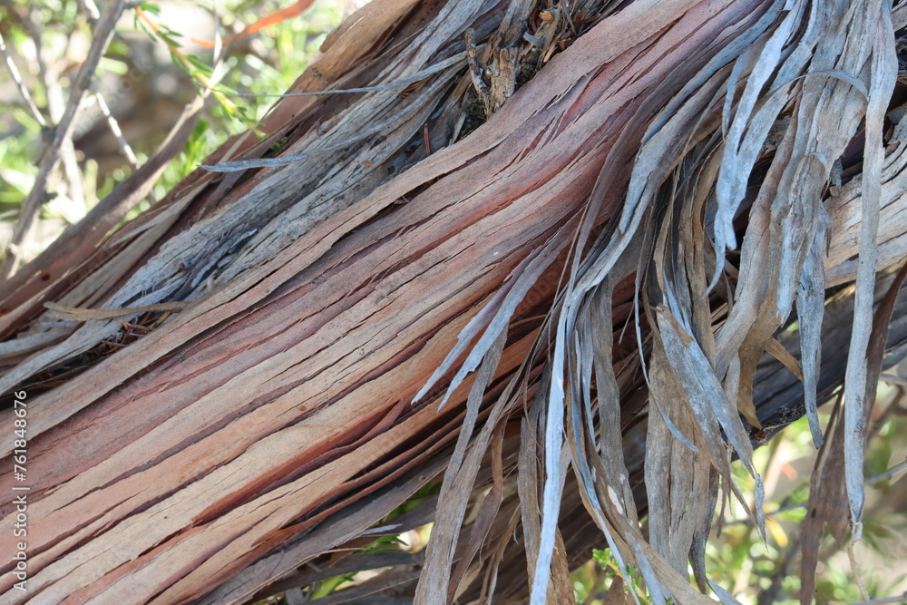 Glabrous Resinbrush, Adenostoma Fasciculatum Variety Fasciculatum, a ...
