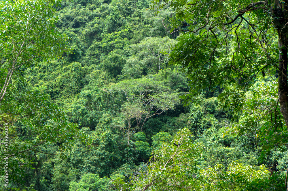 Bushwalking at the Crystal Cascades near Cairns in Far North Queensland ...