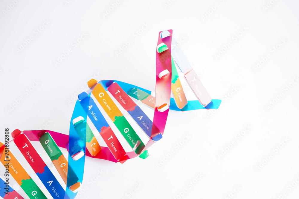 DNA molecule spiral structure model isolated on white background ...
