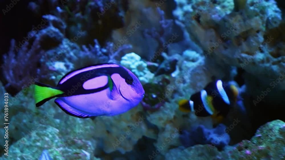 Vidéo Stock royal blue tang, Clark's anemonefish, Red Sea sailfin tang ...