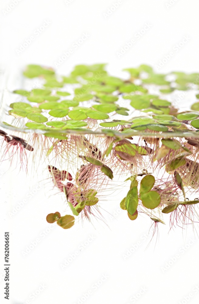 an underwater view of green duckweed , duckweed root underwater Stock ...