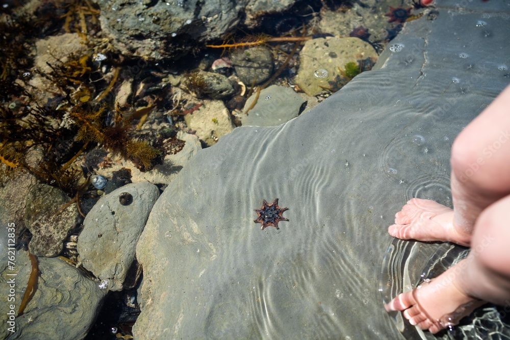 starfish in a rock pool at the beach growing on rocks while waves break ...