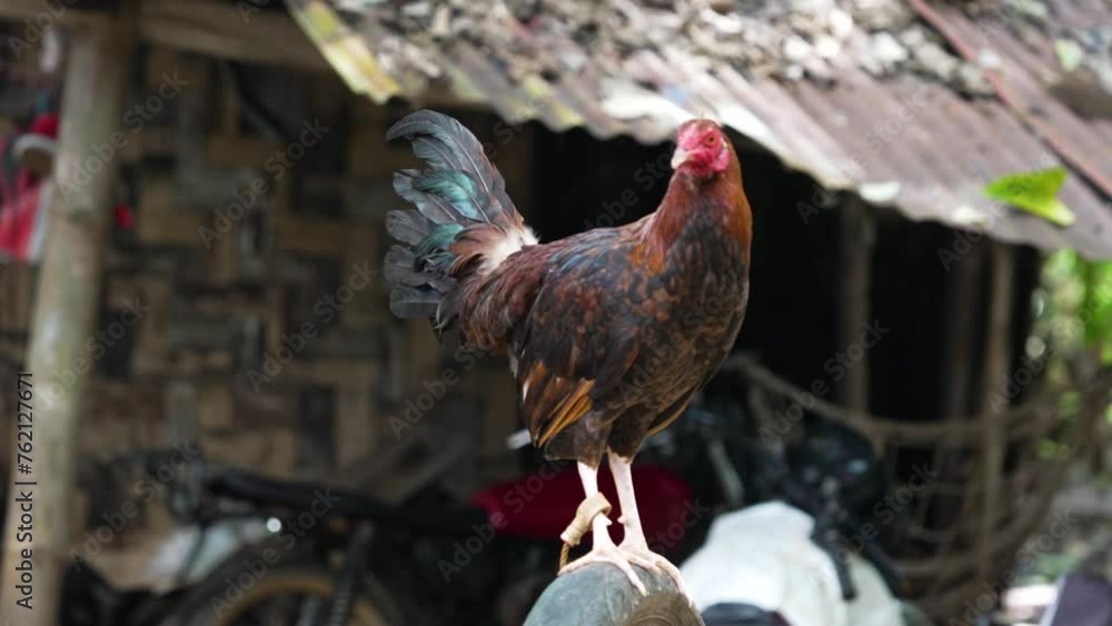 Darag, Labuyo or Alimbuyog Breed, Female Hen Countryside Chicken Tied ...