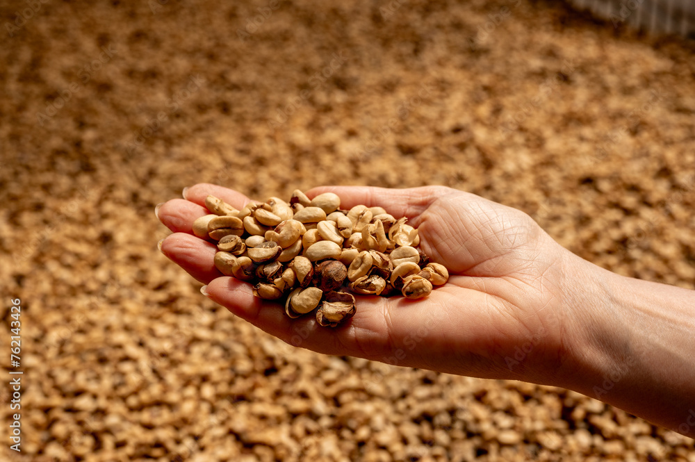 Hand of farmer showing coffee bean in sun dry process process coffee ...