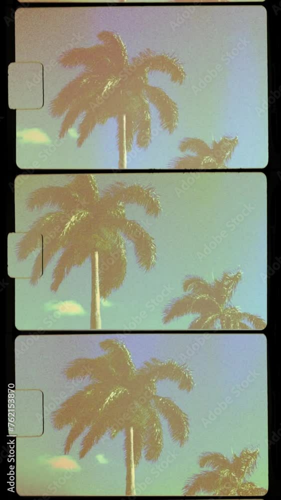 Palm tree in sun on handheld super 8 vintage film frames with sprocket ...