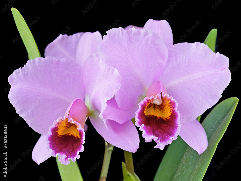 Cattleya percivaliana 'Summit' FCC/AOS, a highly awarded cultivar of a ...