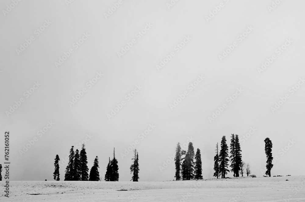 Pine trees, Pir Panjal mountains, Kungdoor, Gulmarg, Baramulla, Kashmir ...