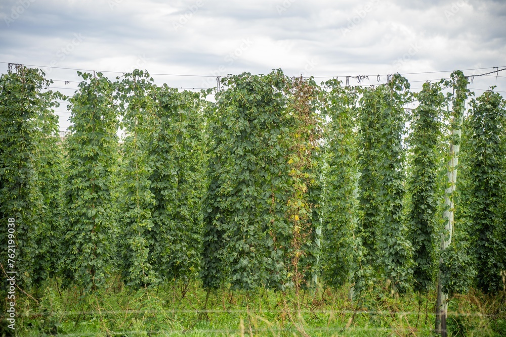 hops crop growing in a field on a farm in australia. beer hops plant ...