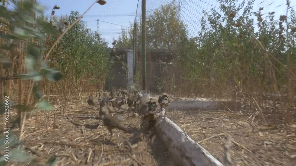 Vidéo Stock partridges in an enclosure for breeding in captivity are ...