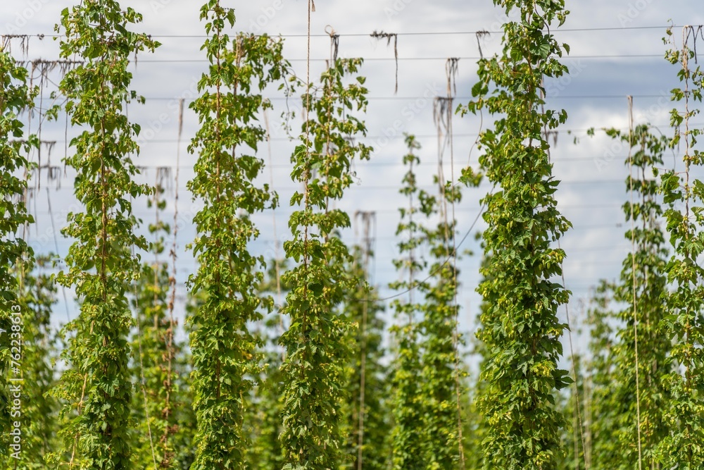 hops crop growing in a field on a farm in australia. beer hops plant ...