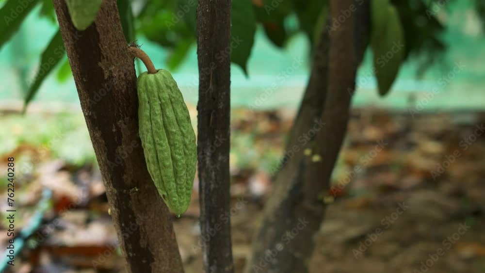 Green small Cacao pods branch with young fruit and blooming cocoa ...