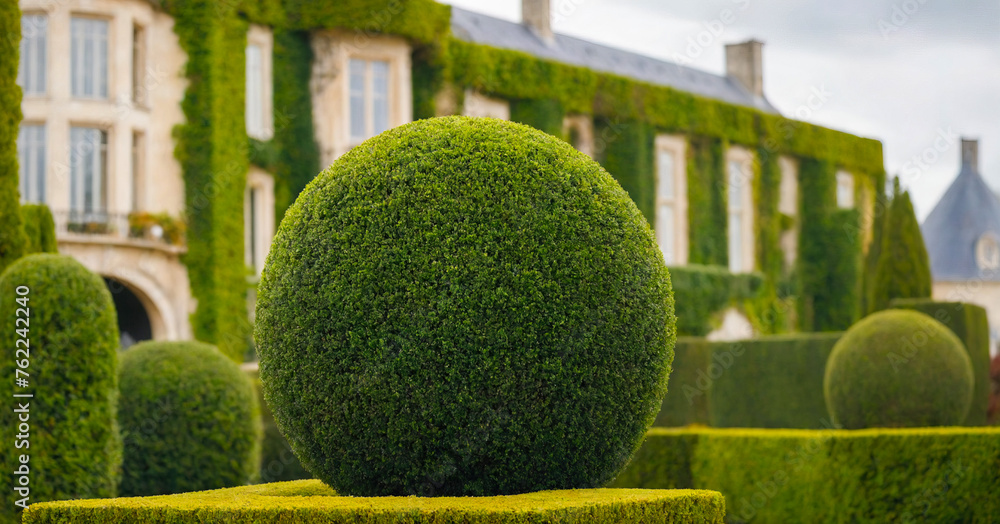 Meticulously trimmed topiary bush, shaped into perfect sphere, adds ...