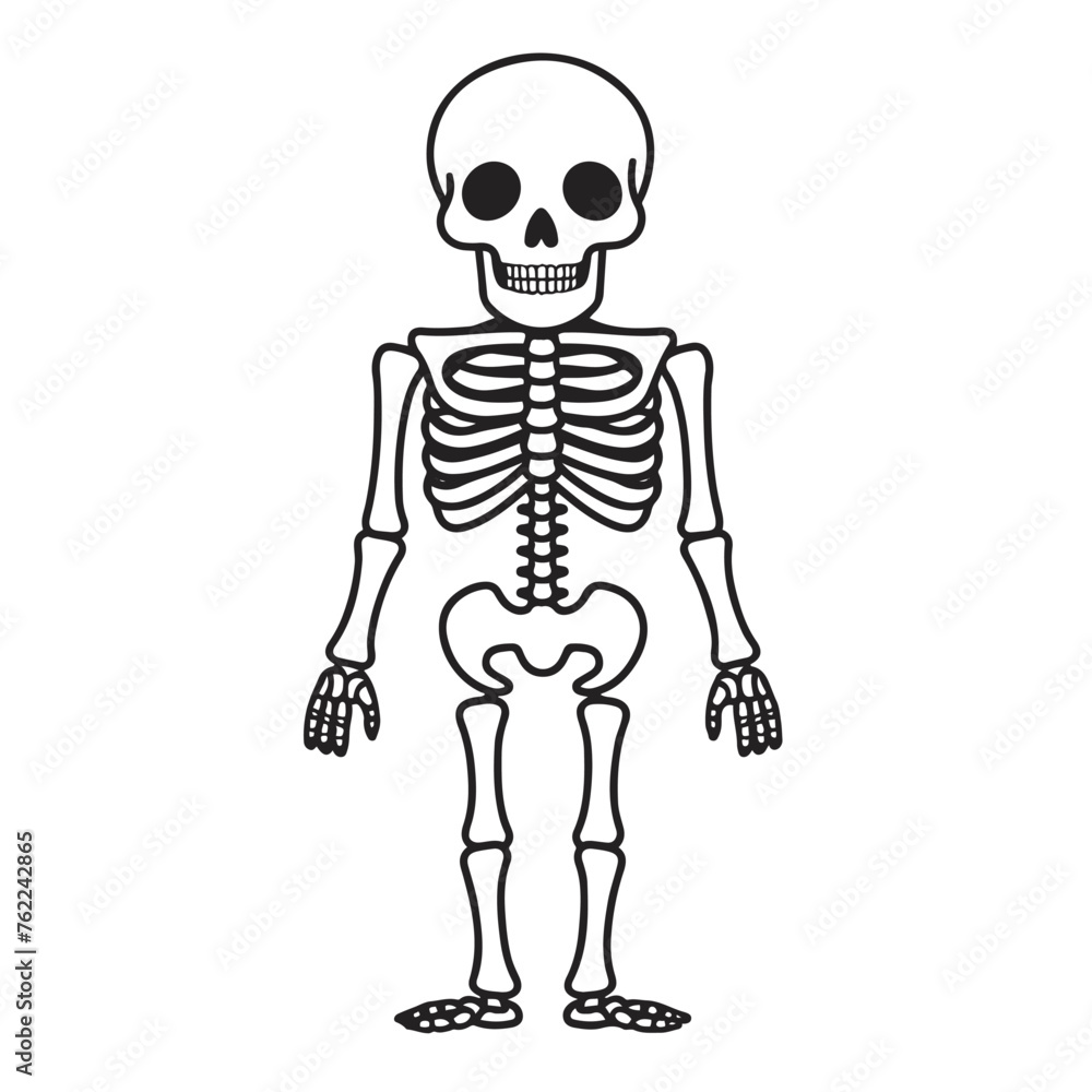 skeleton with a skull. full body. vector illustrations. drawing line ...