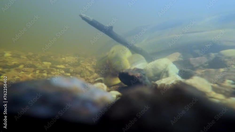 River lamprey, Lampetra fluviatilis, in a shallow river. Rare ...