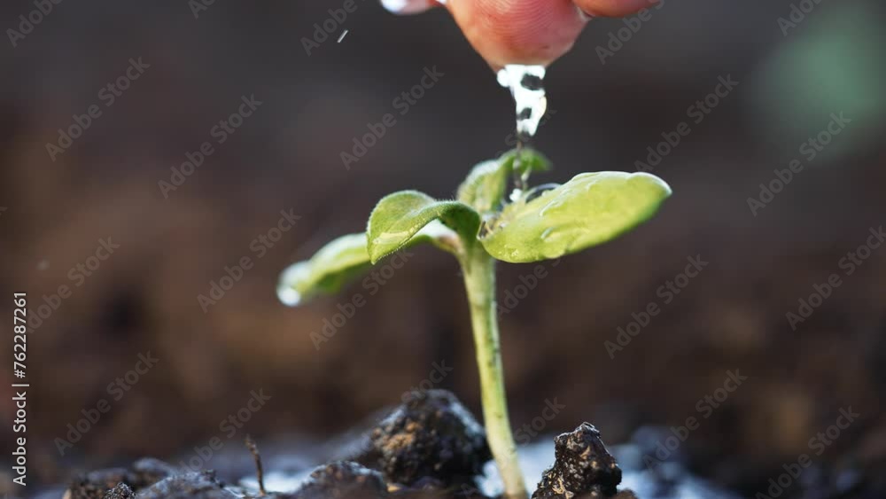 Agriculture. A farmer hand water green sprout. Green seedling in soil ...