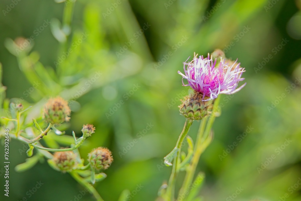 Closeup of Centaurea stoebe, the spotted knapweed or panicled knapweed ...