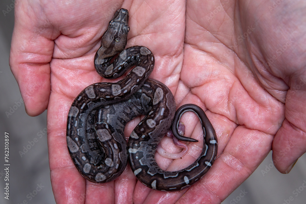 Newborn Boa Imperator Baby Held in Hands - Aztec and Carbon BEA, Exotic ...