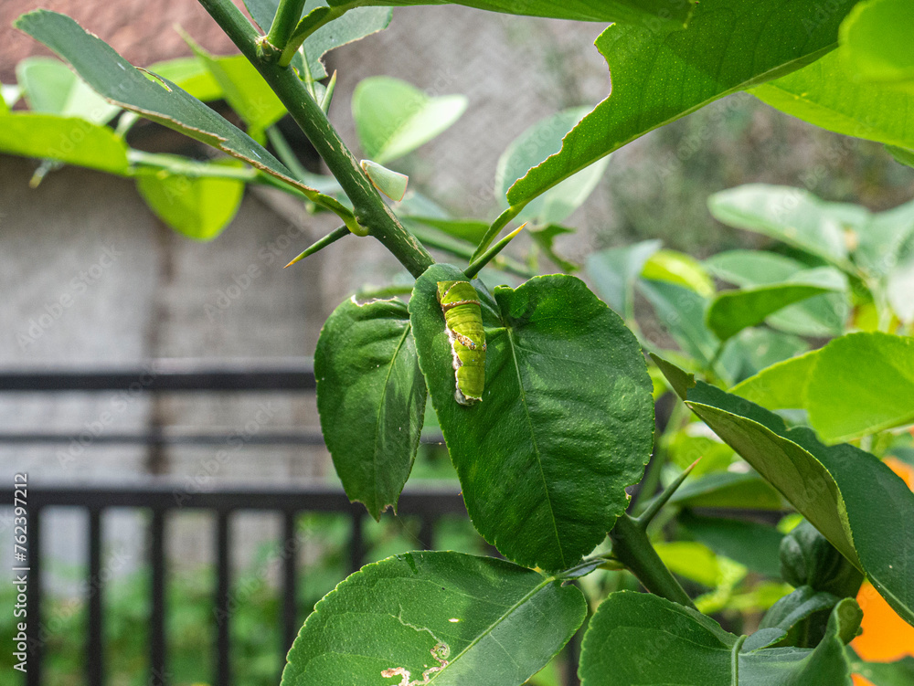 Caterpillar Papilio polytes ditas citrus leaves to eat the leaves as ...