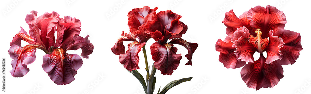 Red iris flower set PNG. Set of red iris flowers isolated. Red iris ...