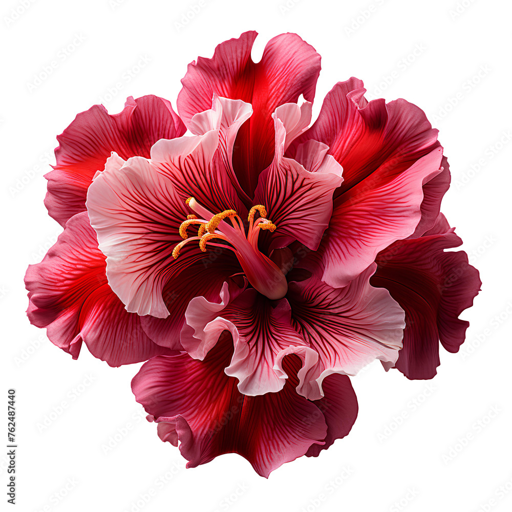 Red iris flower PNG. Red iris flower blooming. Iris flower PNG. Red ...