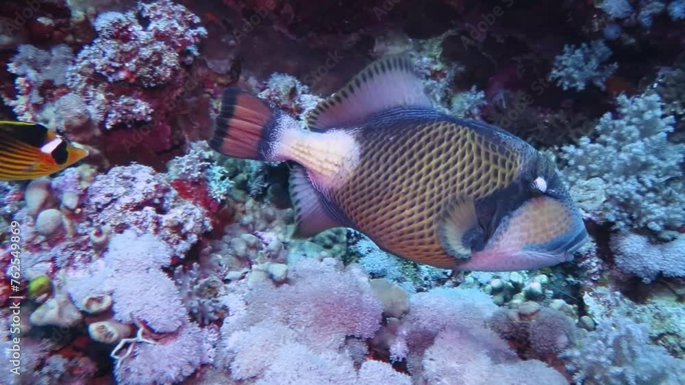 Colorful triggerfish and butterflyfish swimming on the tropical reef ...
