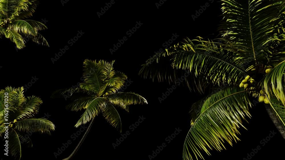 Palm tree transition on a transparent background with an alpha channel ...