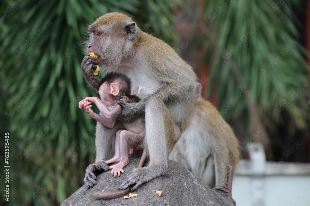 Templo Batu, Malasia, un mono hembra agarra por el brazo de su bebe ...