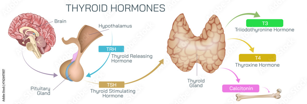 The thyroid gland releases triiodothyronine T3 and thyroxine T4. These ...