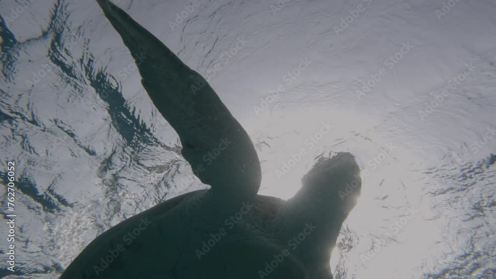 Vidéo Stock Sea turtle slowly swimming in blue water through sunlight ...