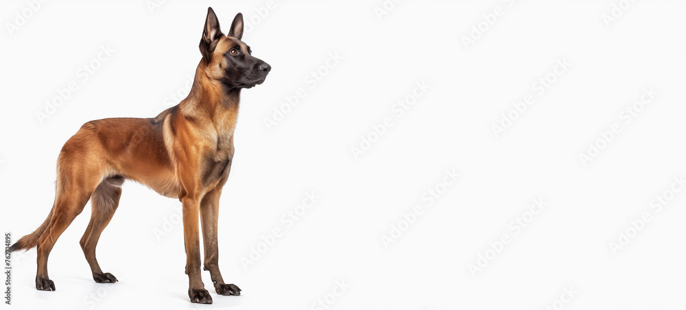 Belgian Malinois Dog. German Shepherd on White Background. Police Pet ...